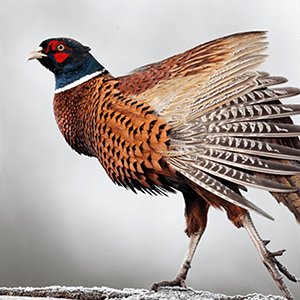 Membership - Pheasants Forever Canada