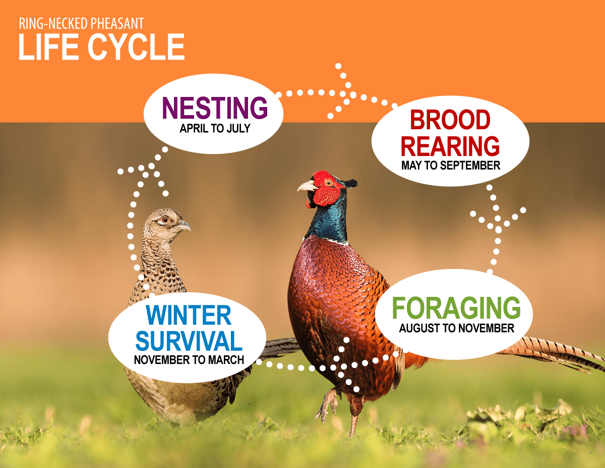 Pheasant Life Cycle - Pheasants Forever Canada
