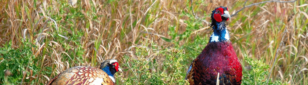 Home - Pheasants Forever Canada
