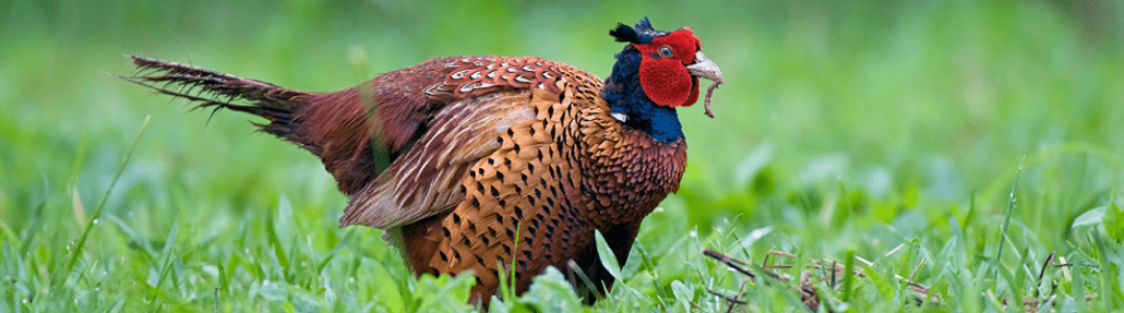 Pheasant Life Cycle - Pheasants Forever Canada