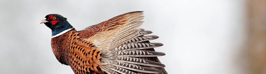 Pheasant Life Cycle - Pheasants Forever Canada