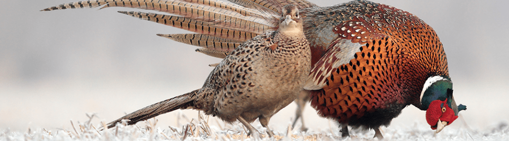 Pheasants - Pheasants Forever Canada